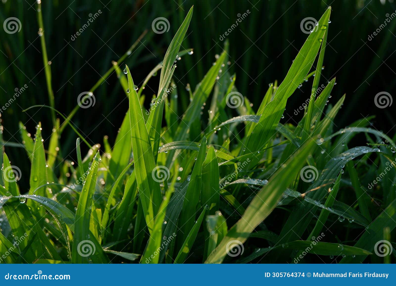 A cluster of green grass stock photo. Image of grass - 305764374