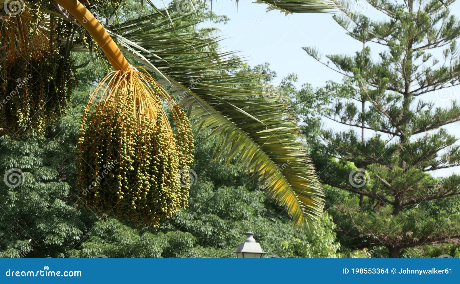 Palm Tree with Fruit Cluster Stock Photo - Image of ripe, nature: 198553364