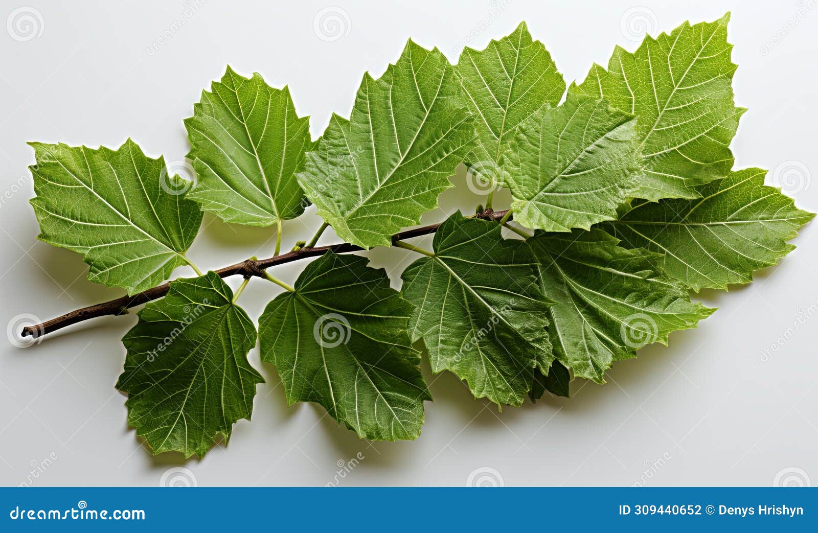 Cluster of Green Leaves on White Surface Stock Photo - Image of surface ...