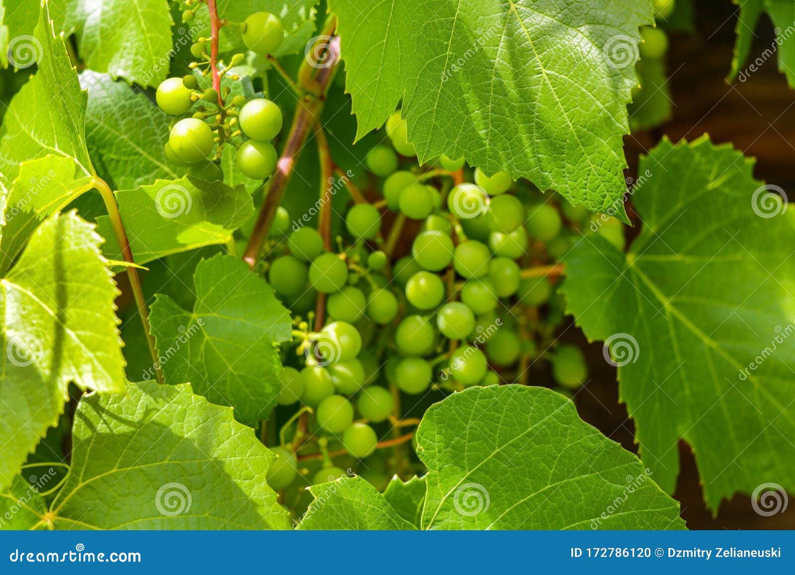 Cluster of Green Not Mature Grapes on a Branch. Green Bunch Stock Photo ...