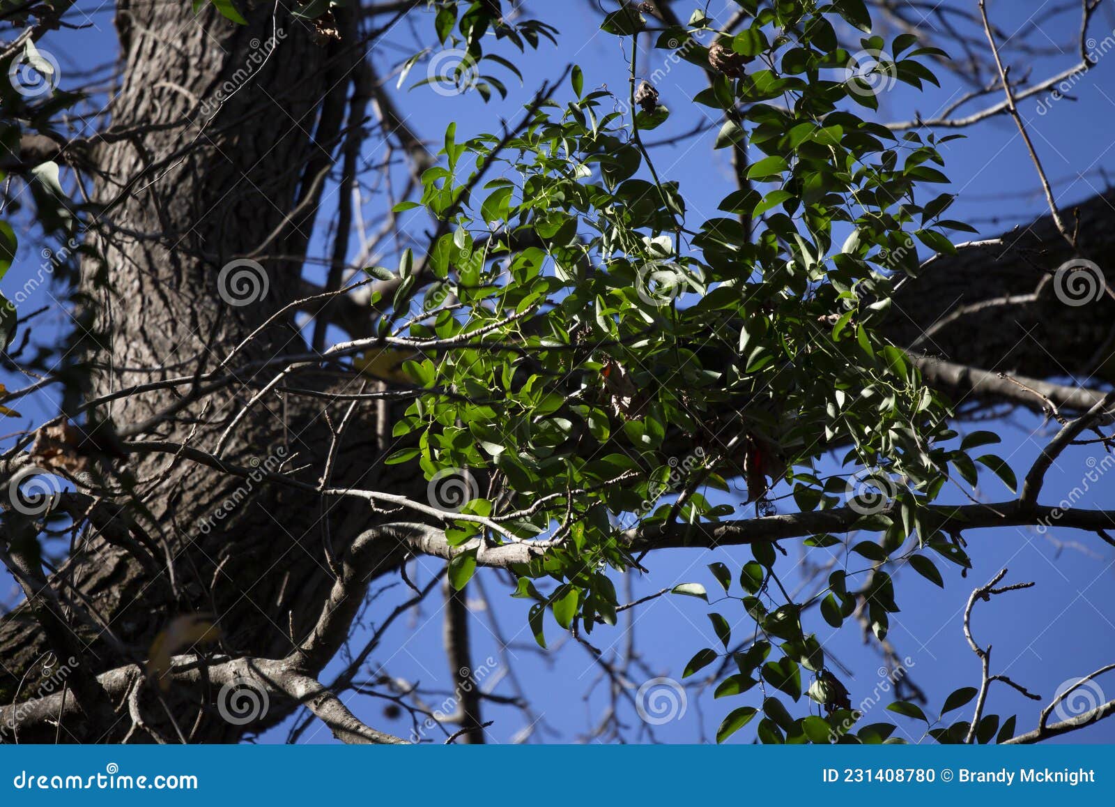 Cluster of Green Vines stock photo. Image of beauty - 231408780