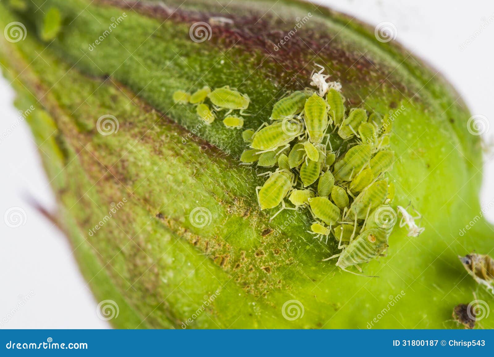 Cluster of Greenfly on a Rose Bud Stock Image - Image of damage ...