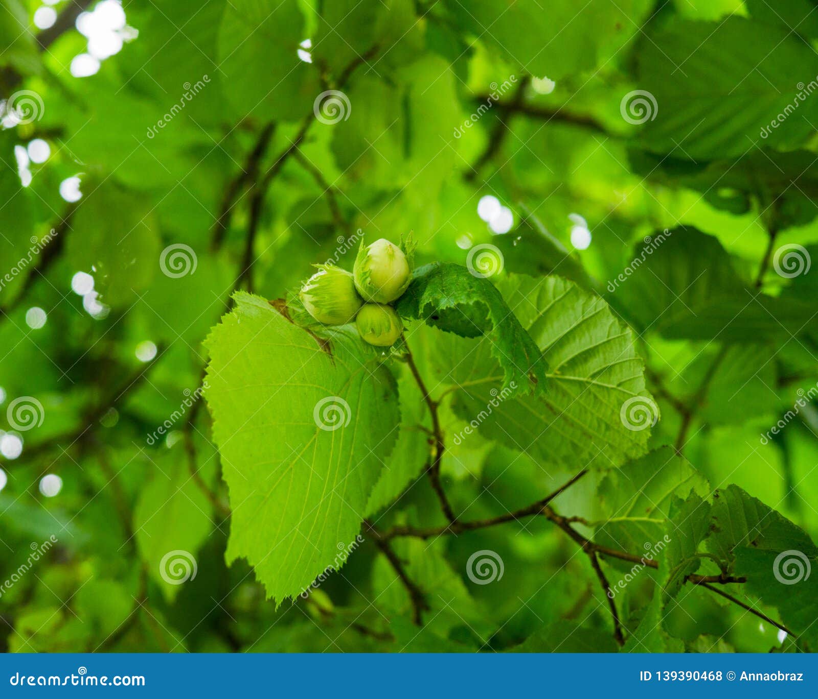 A Cluster of Hazelnuts among the Leaves on a Tree Stock Photo - Image ...