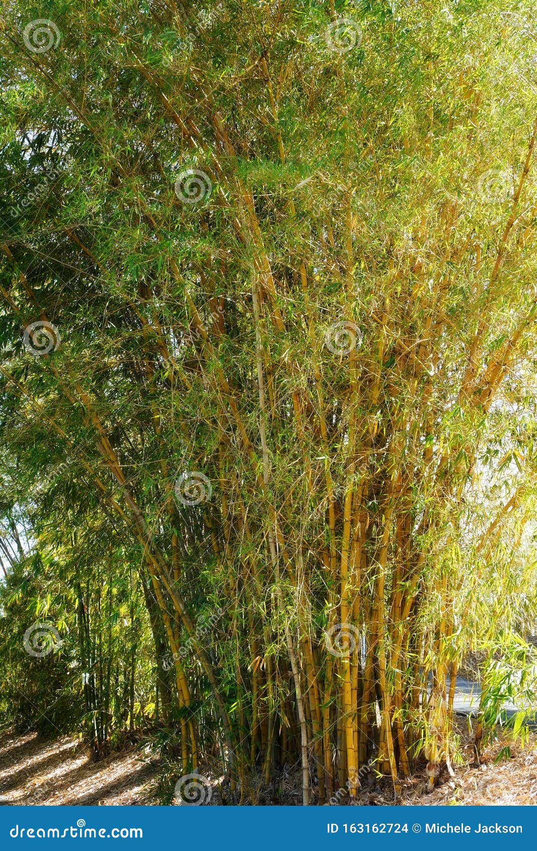 Cluster of Healthy Bamboo stock photo. Image of background - 163162724