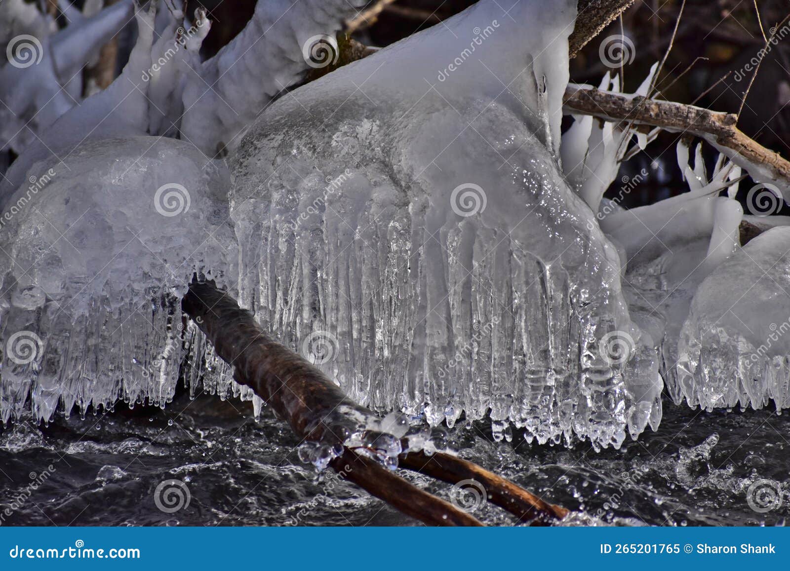 Ice Cycles on Branches stock image. Image of icicle - 265201765