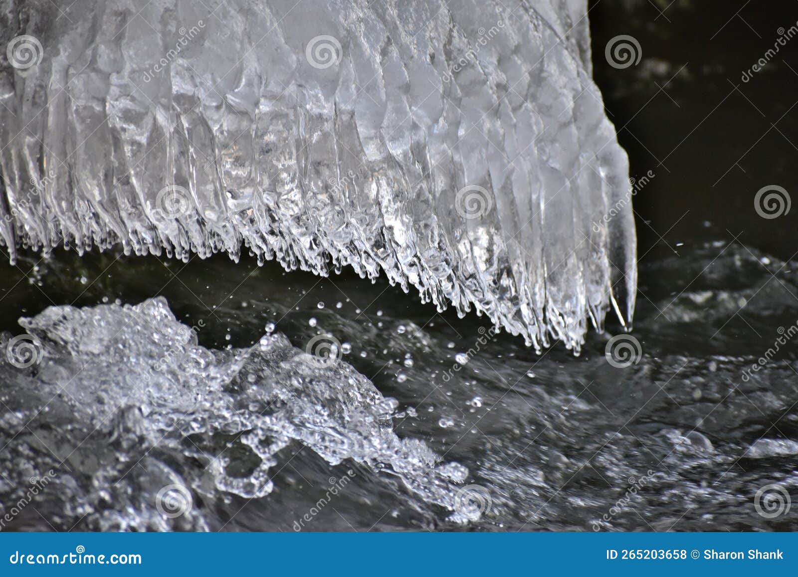 Cluster of Ice Cycles stock photo. Image of river, froze - 265203658