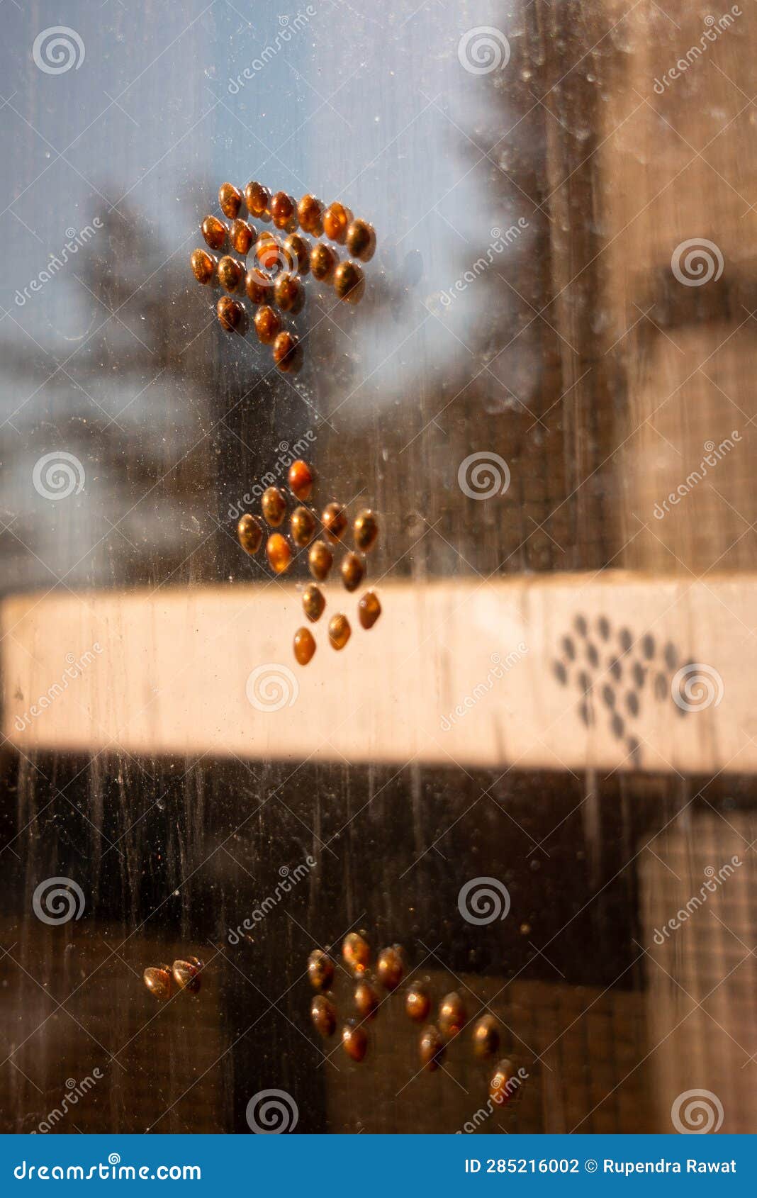 A Cluster of Insect Eggs Can Be Seen on the Surface of a Residential ...