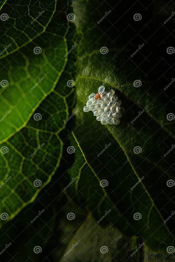 A Cluster of Insect Eggs on a Leaf. Stock Photo - Image of group, eggs ...