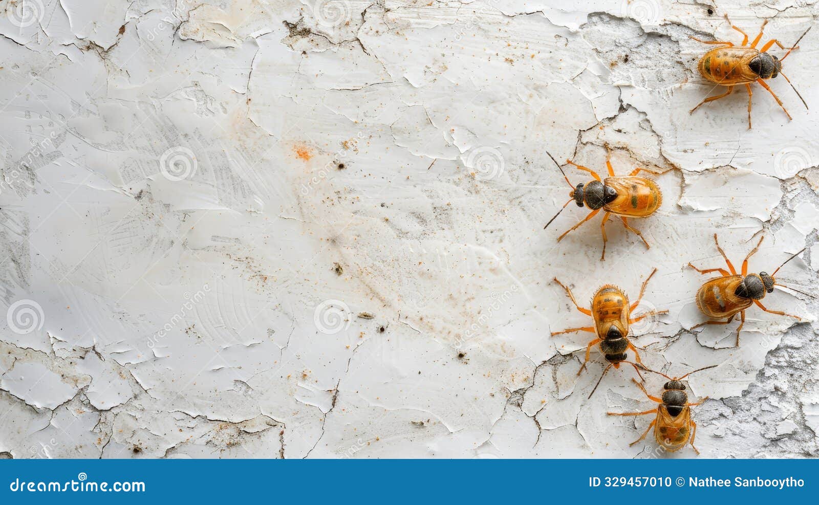 Cluster of Insects on Weathered Surface Stock Illustration ...