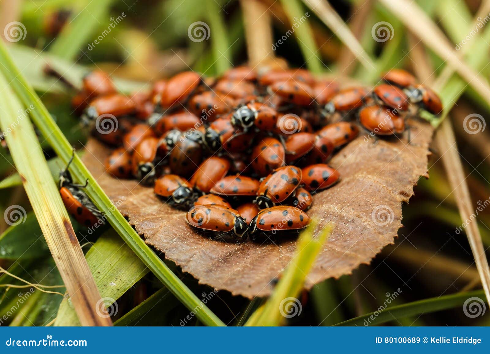 Cluster of Lady Bugs on a Brown Leaf Stock Image - Image of outdoors ...