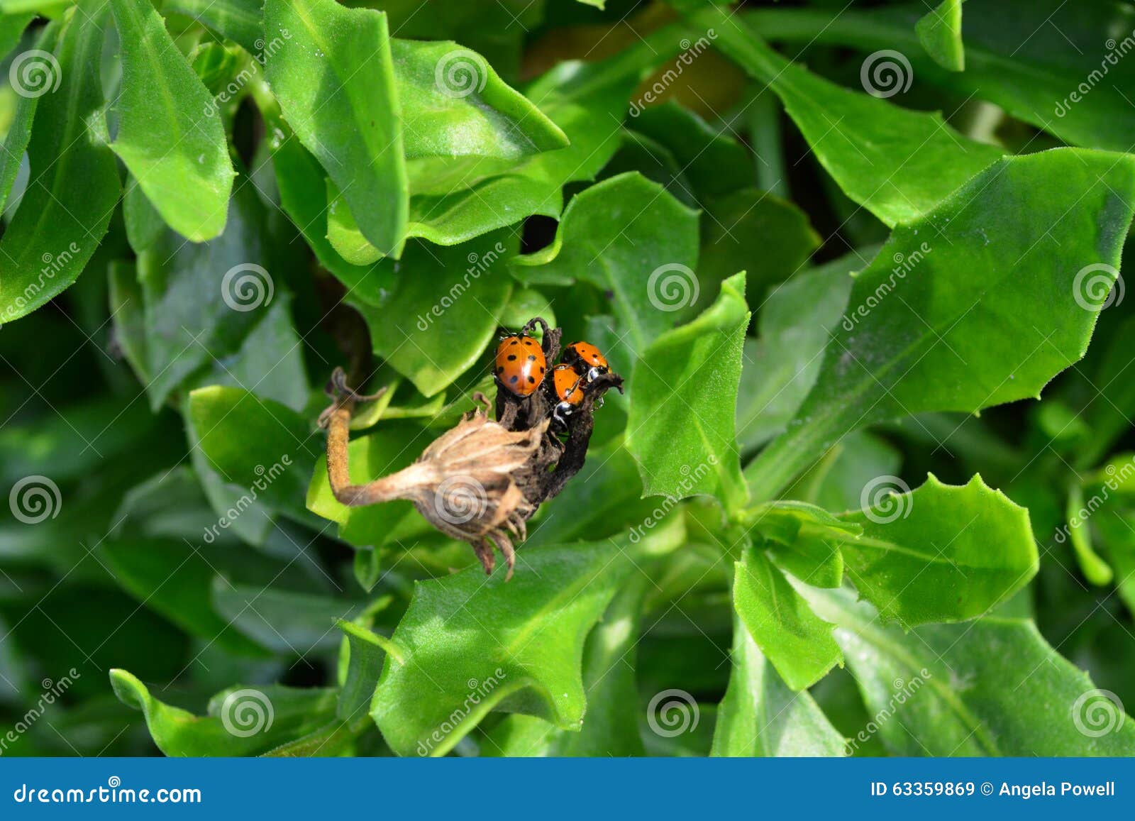 Cluster of Ladybugs Inside Flower Stock Image - Image of hornet, pest ...