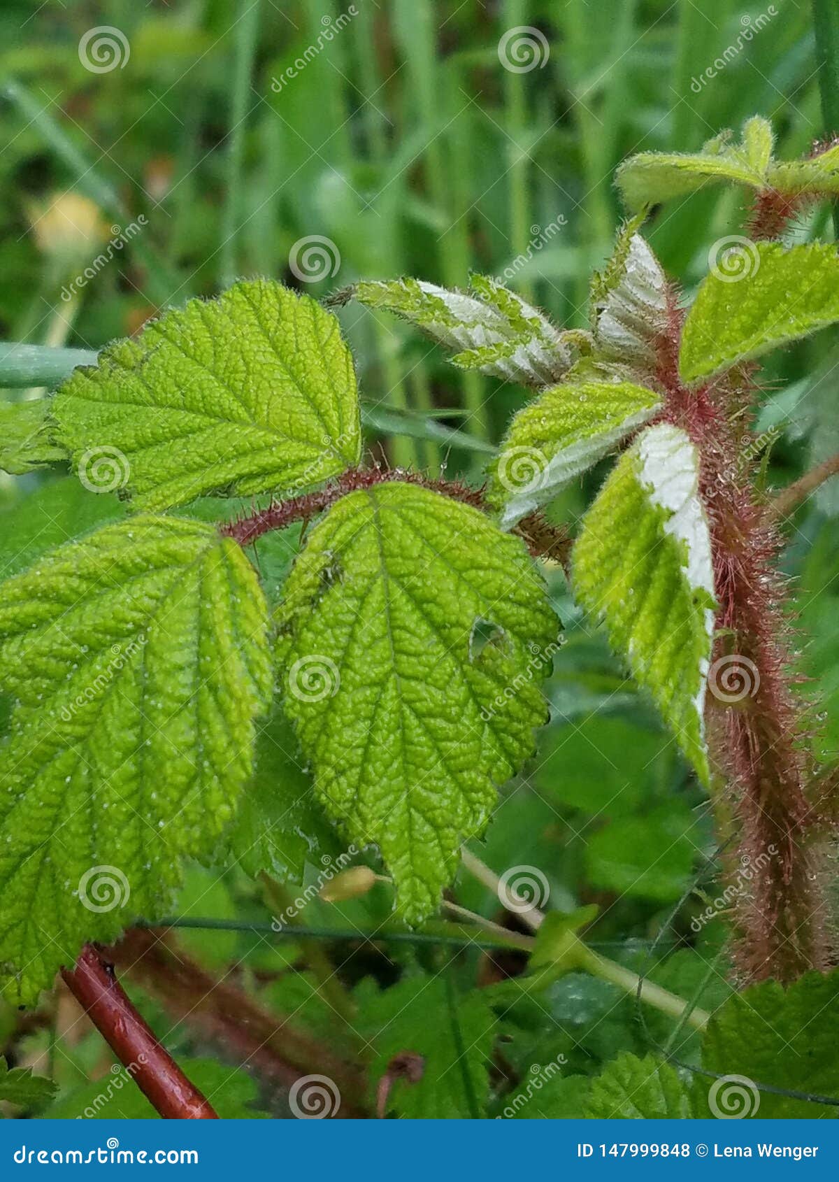Cluster of Leaves stock photo. Image of leaves, green - 147999848