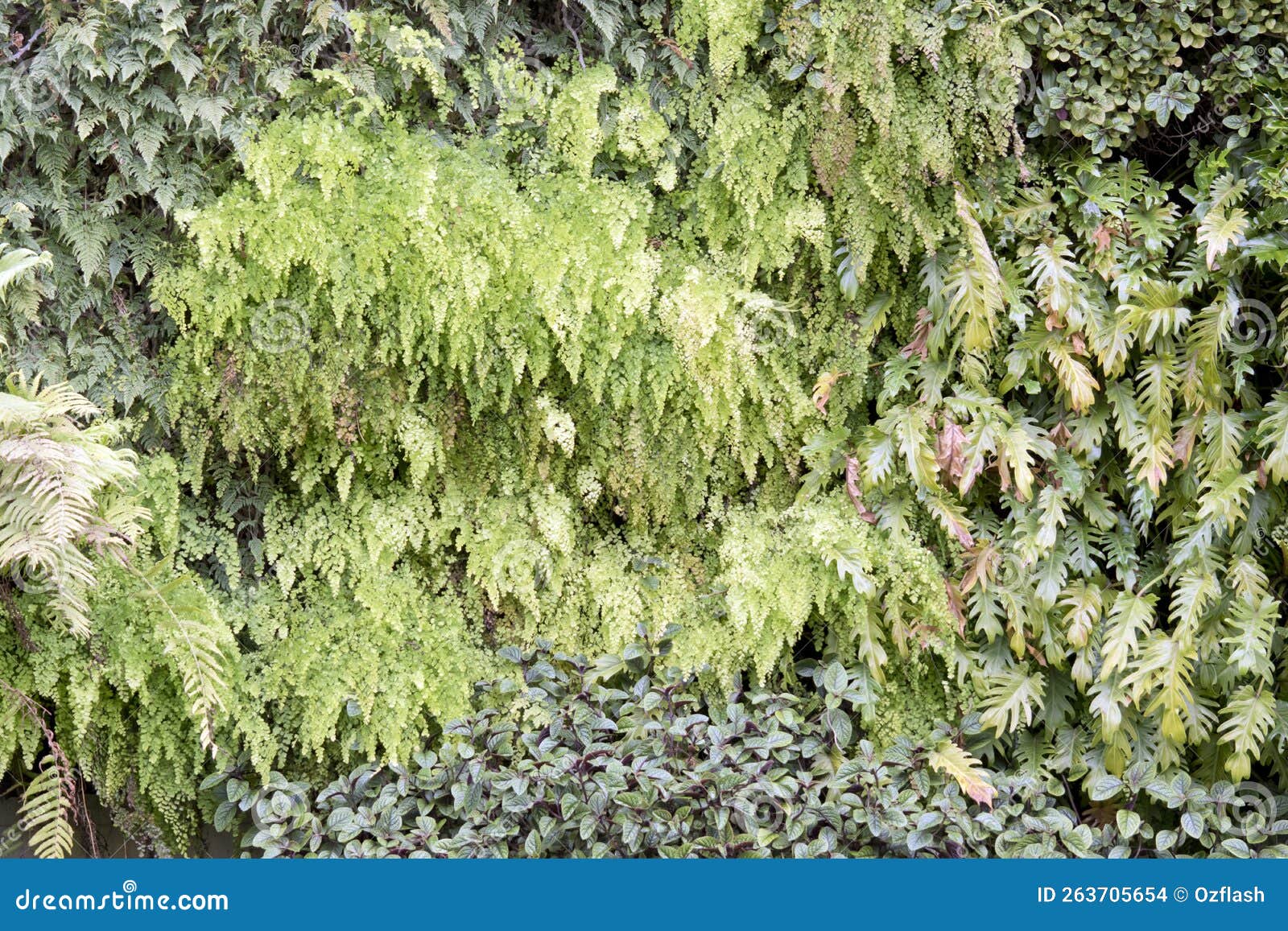 A Cluster of Leaves on Side of a Building Stock Photo - Image of tree ...