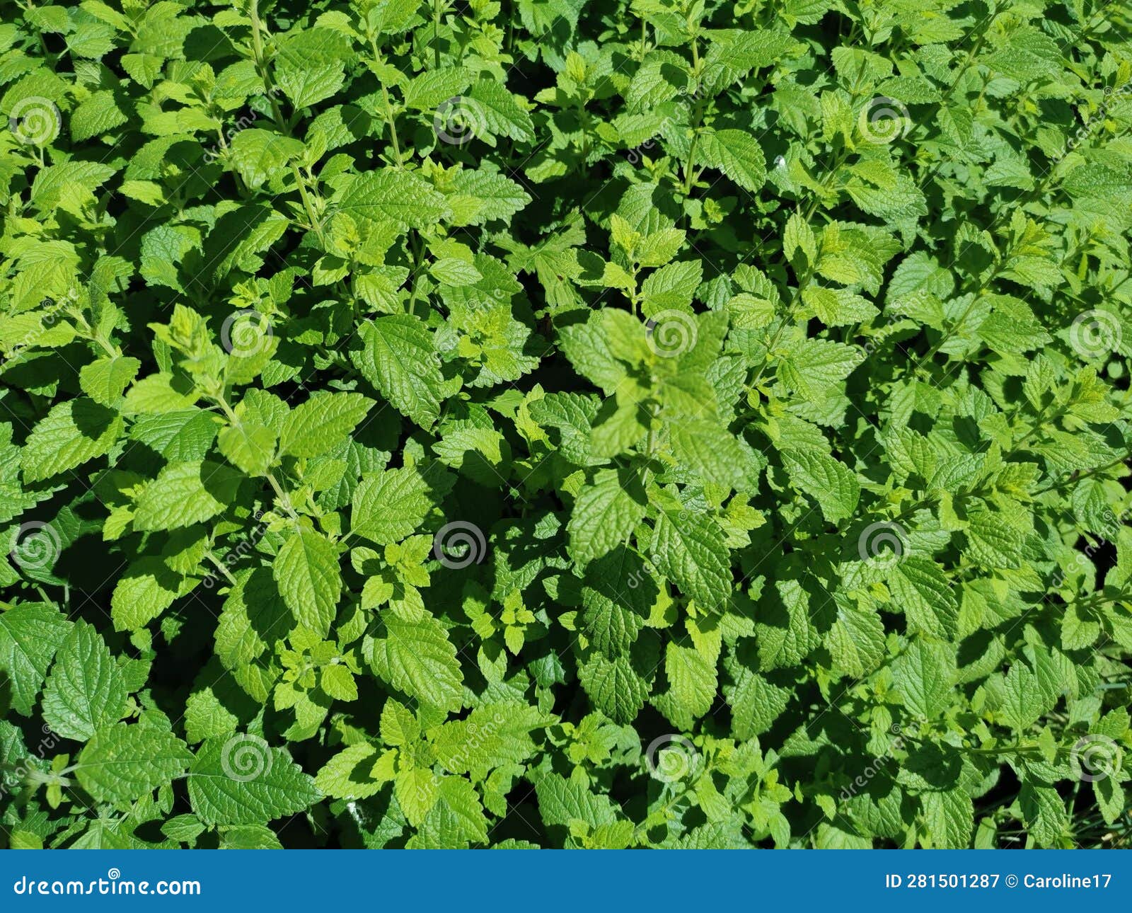 Cluster of Lemon Balm Plants Stock Image - Image of green, lemon: 281501287