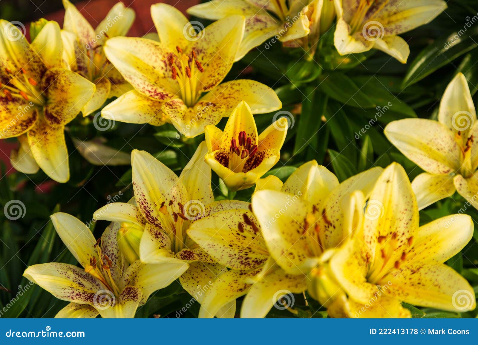 Cluster of a Light Yellow Lilies with Red Spots Stock Photo - Image of ...