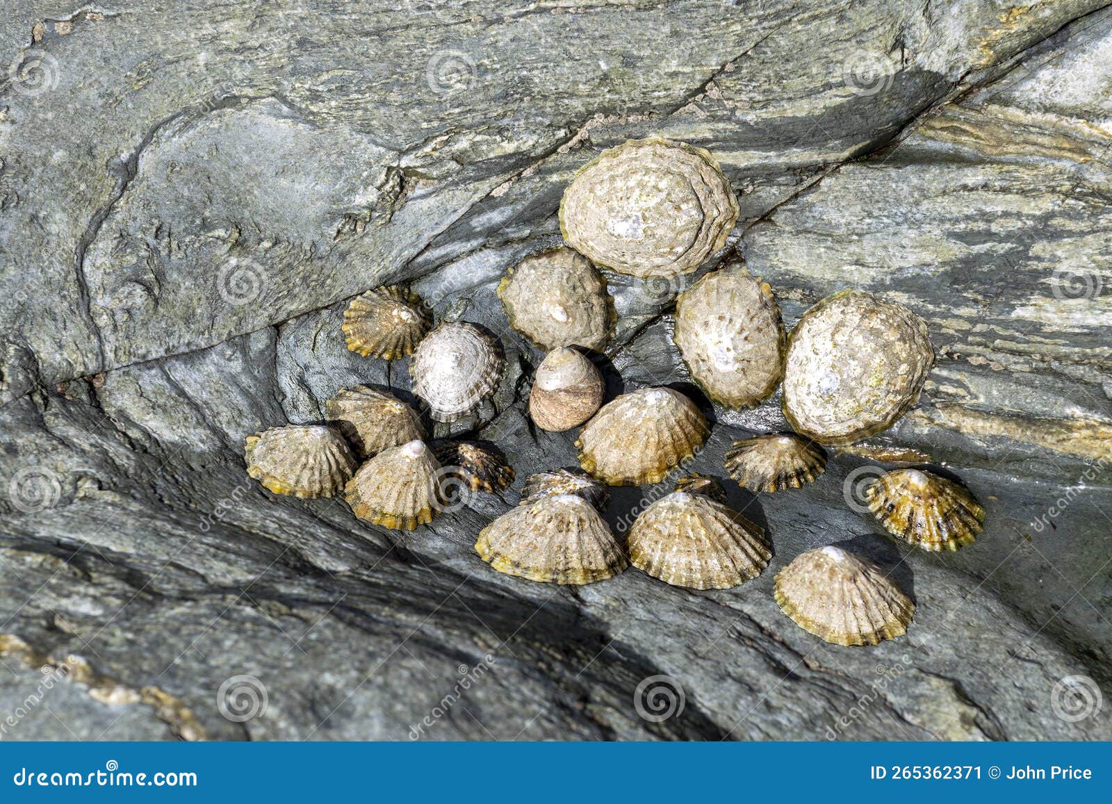 A cluster of limpets stock image. Image of rock, barnacles - 265362371