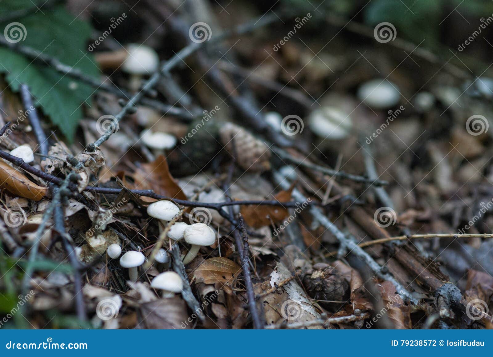 Cluster of Little Mushrooms Stock Photo - Image of little, nature: 79238572