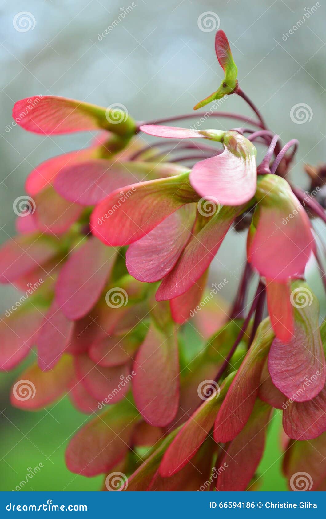 Cluster of Maple Tree Seeds - Samaras Stock Photo - Image of bunch ...