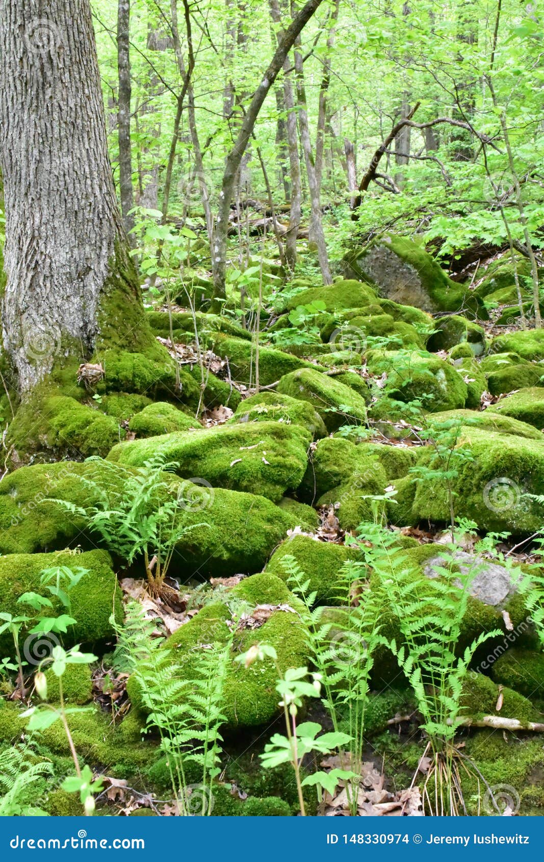 Cluster of Mossy Rocks stock photo. Image of rock, rocks - 148330974