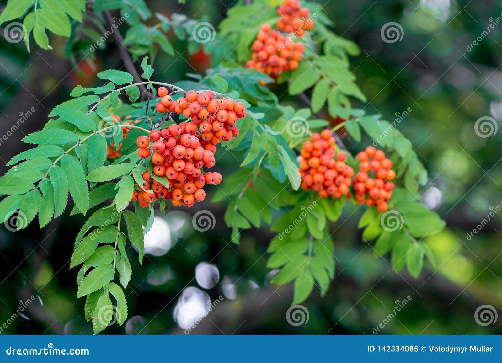 Cluster of Mountain Ash are Hanging on a Tree among the Green Leaves ...