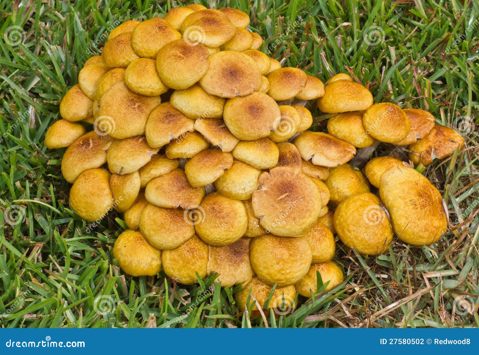 Cluster Mushrooms Stock Photography - Image: 27580502 Cluster Mushrooms Stock Photography - Image: 27580502
