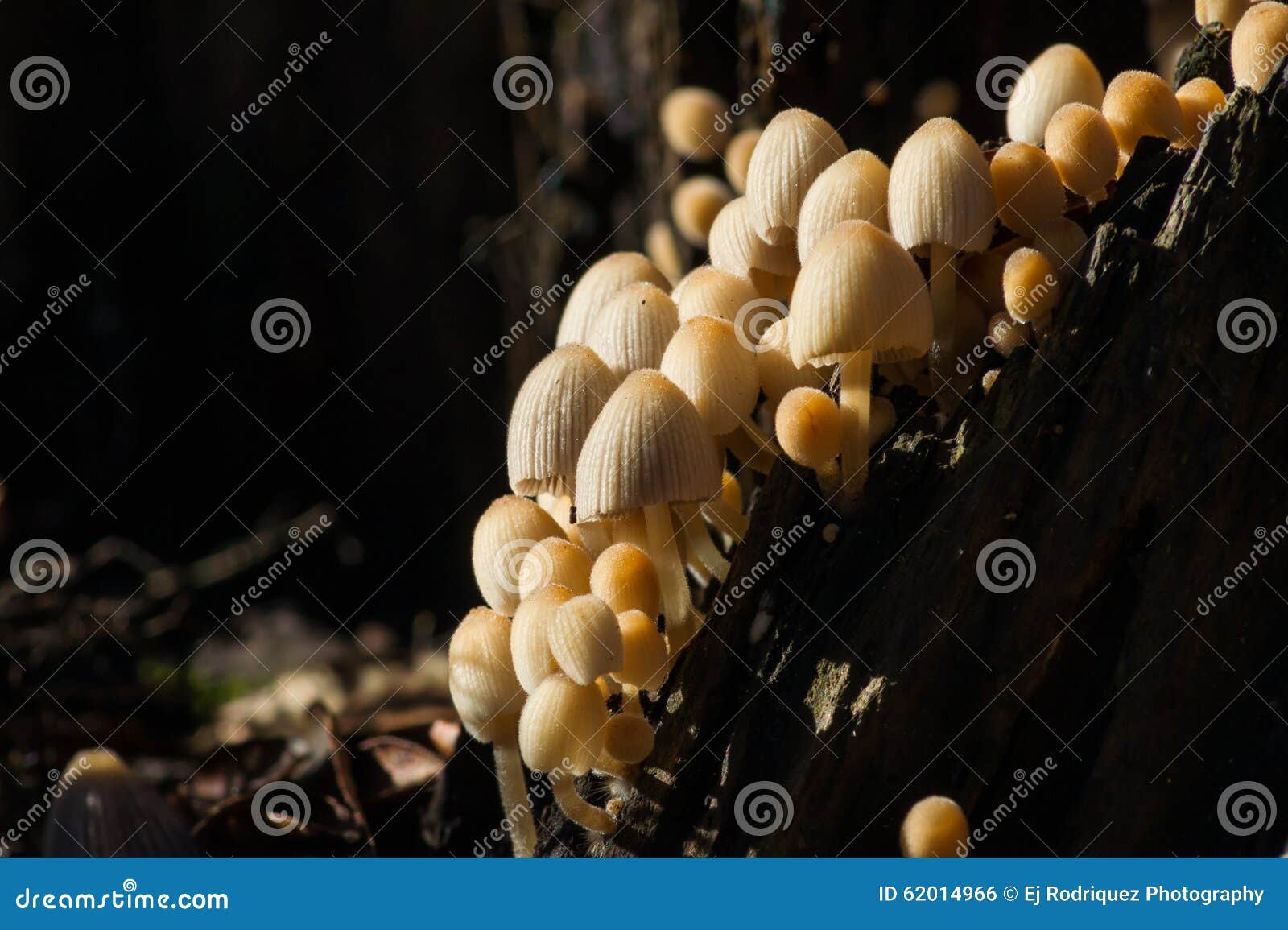 Cluster of mushrooms. stock photo. Image of november - 62014966