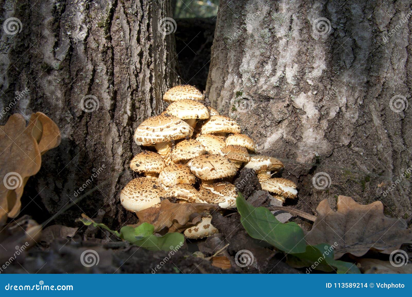 Cluster of Mushrooms on Tree Roots Stock Photo - Image of squarrosa ...