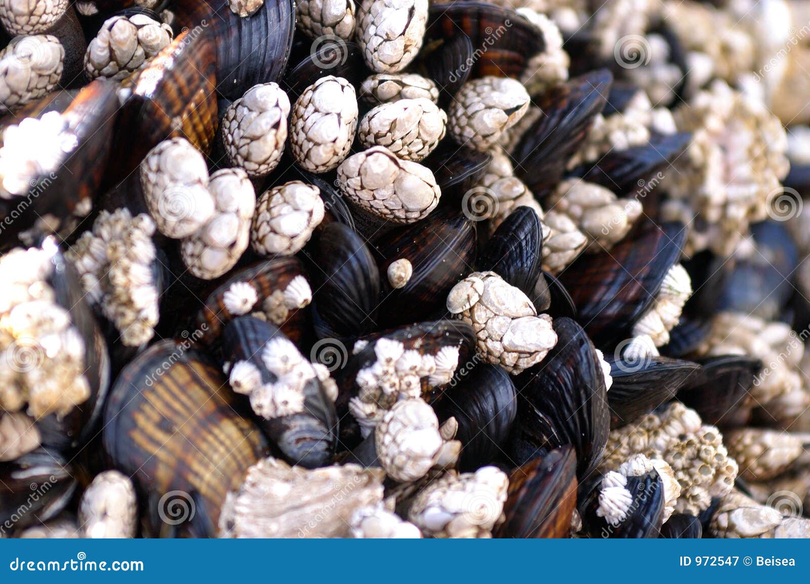 A Cluster of Mussels stock image. Image of purple, green - 972547