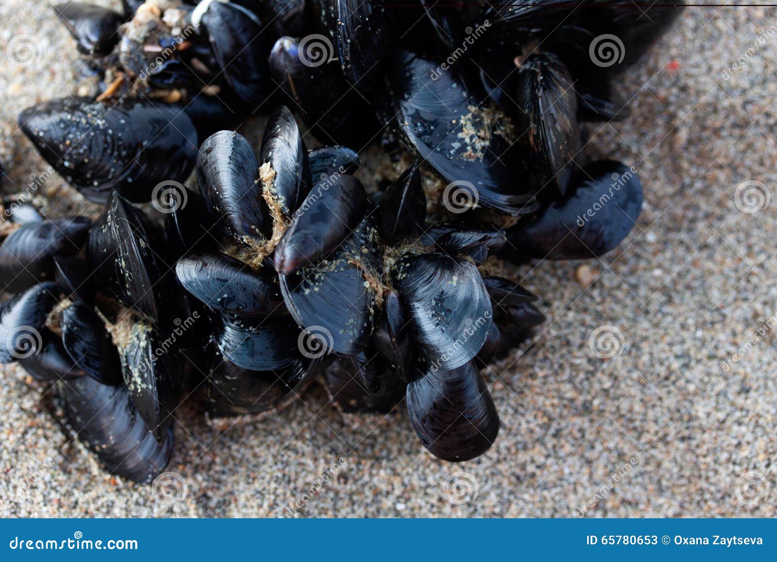 Cluster of Mussels stock image. Image of food, black - 65780653
