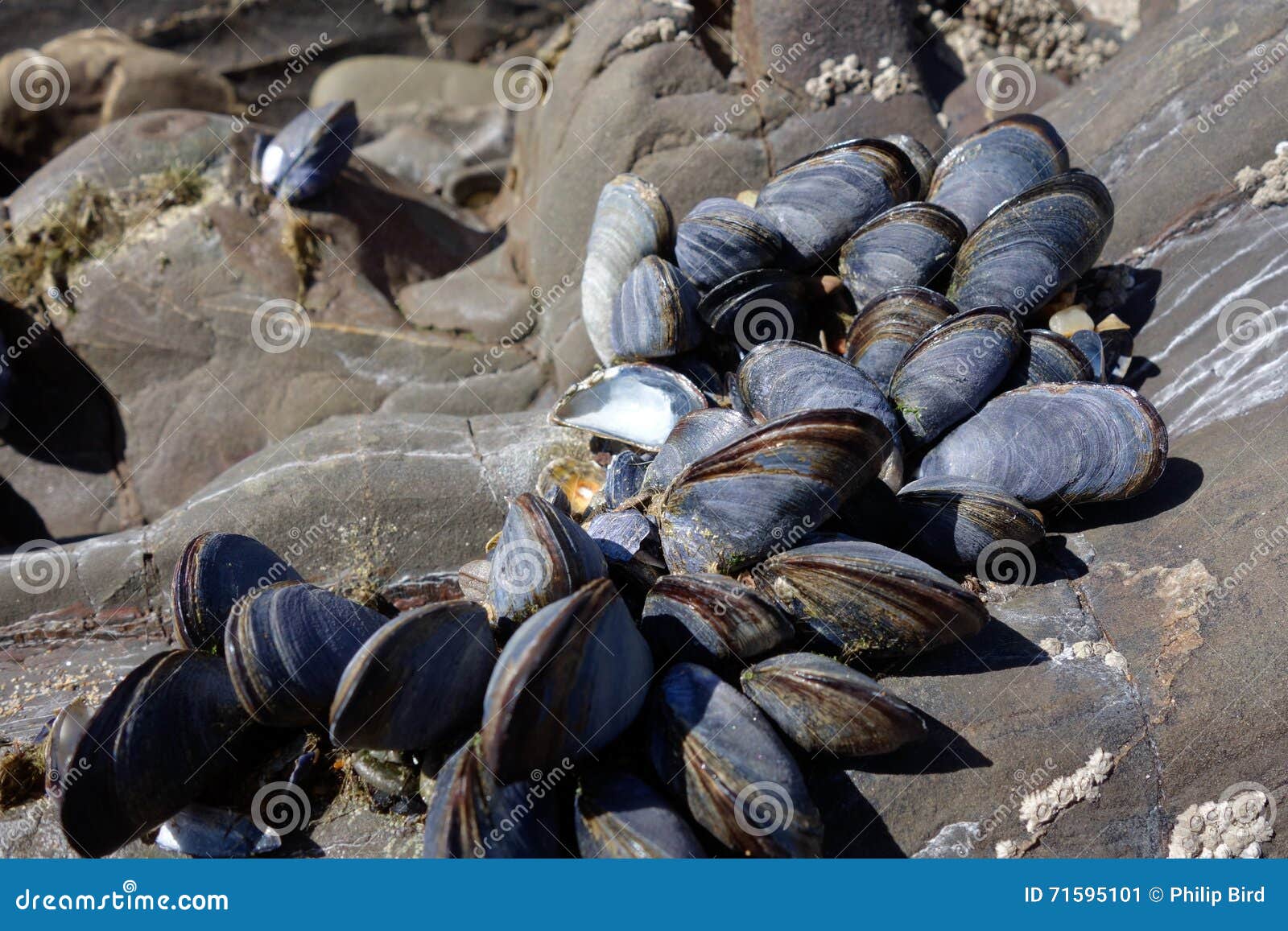 A cluster of Mussels stock image. Image of cornwall, mussel - 71595101