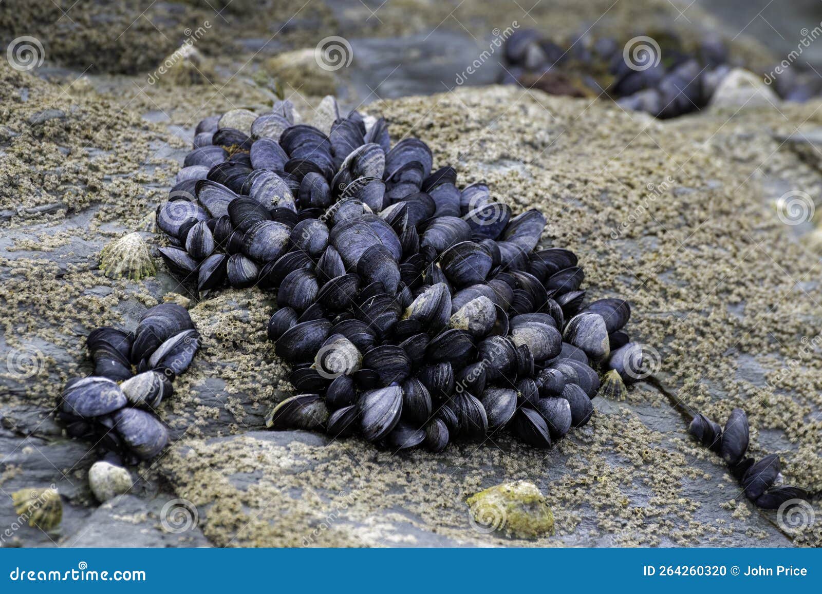 A Cluster of Mussels on a Rock Stock Photo - Image of scenic, seafood ...