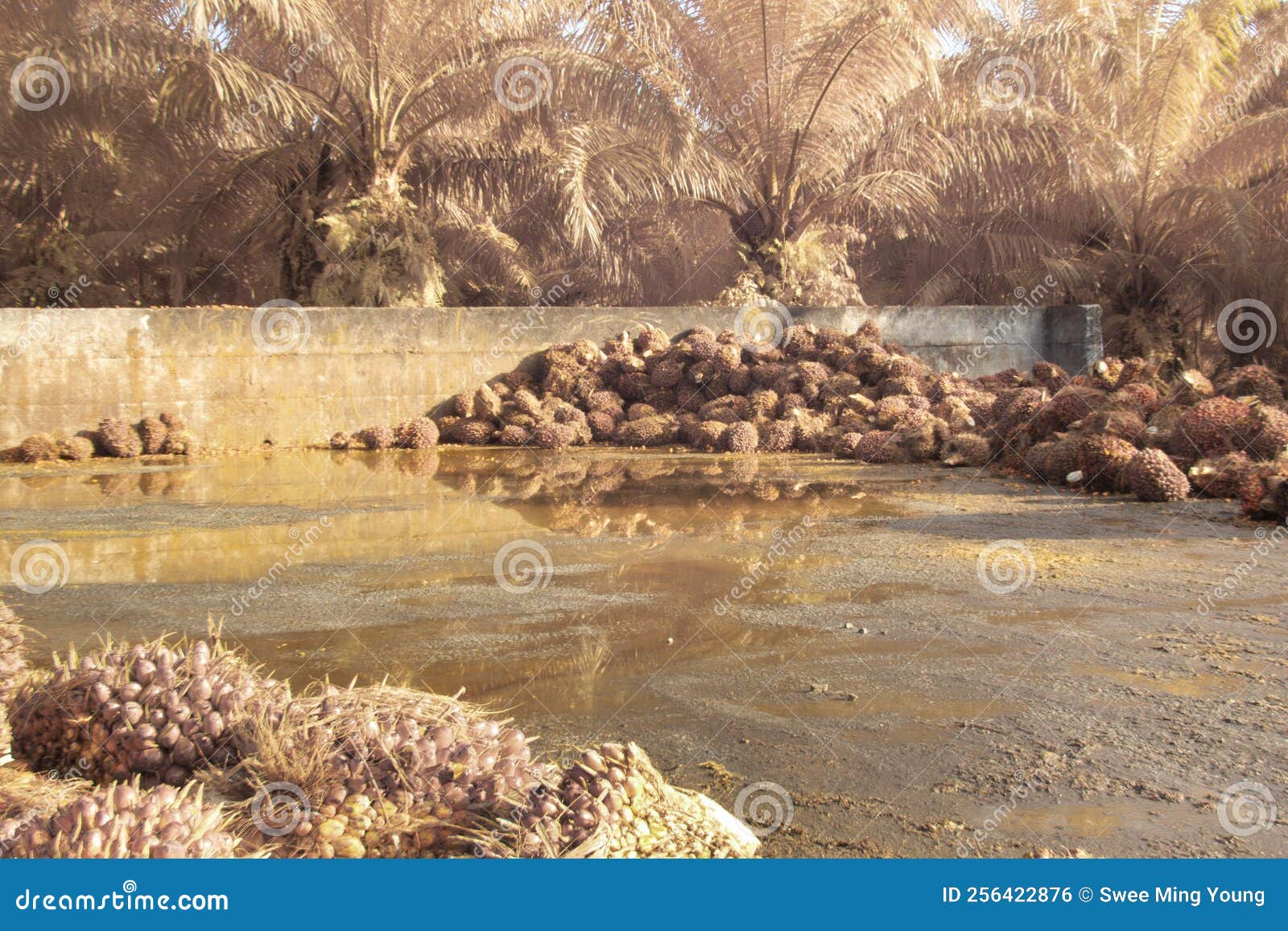 The Cluster of Oil Palm Fruit at the Farm. Stock Photo - Image of light ...