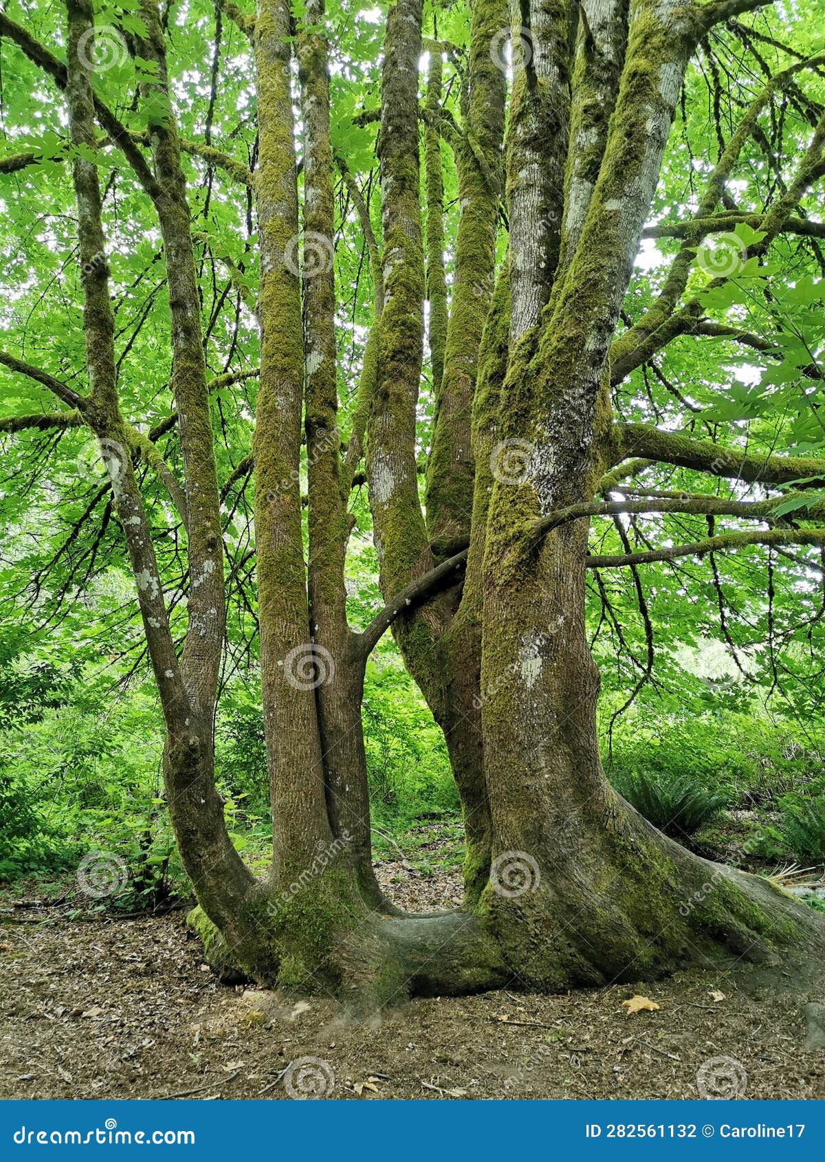 Cluster of Old Bigleaf Maple Tree Trunk in the Forest Stock Photo ...