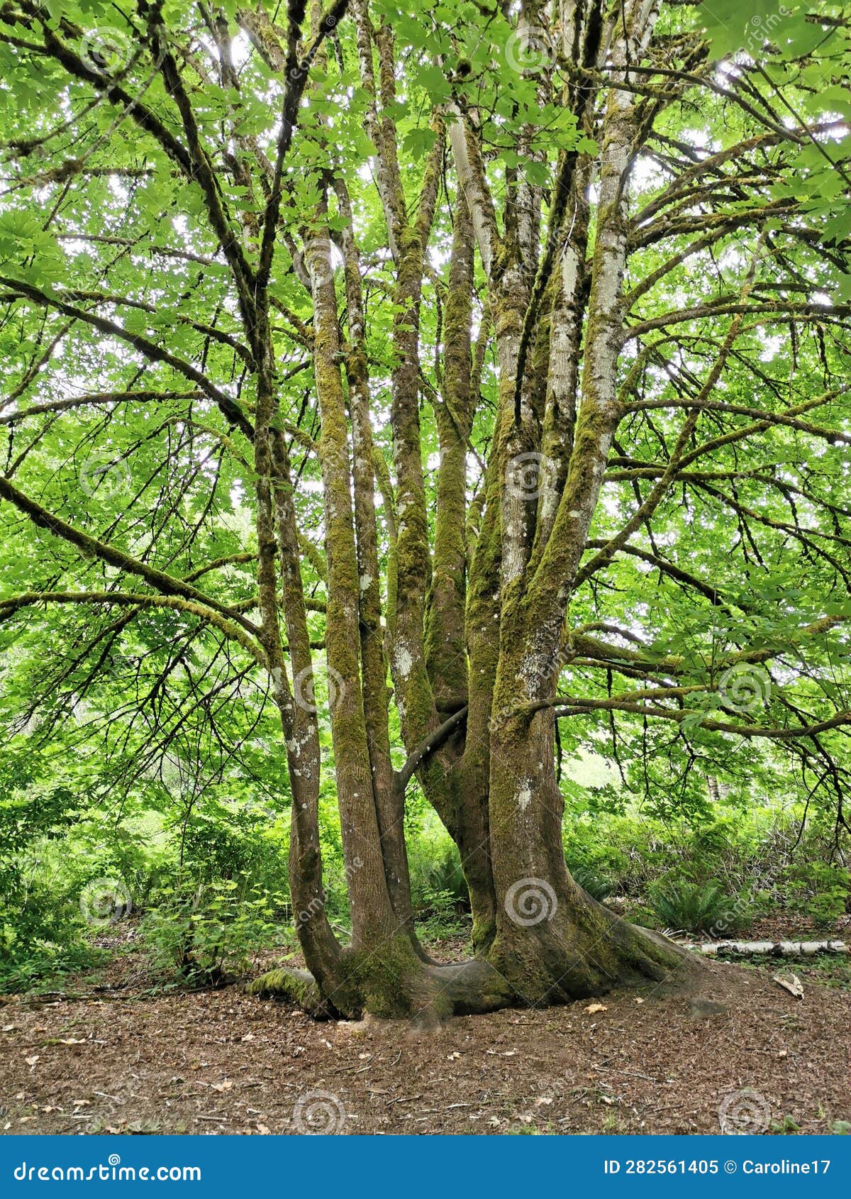 Cluster of Old Bigleaf Maple Trees in the Forest Stock Image - Image of ...