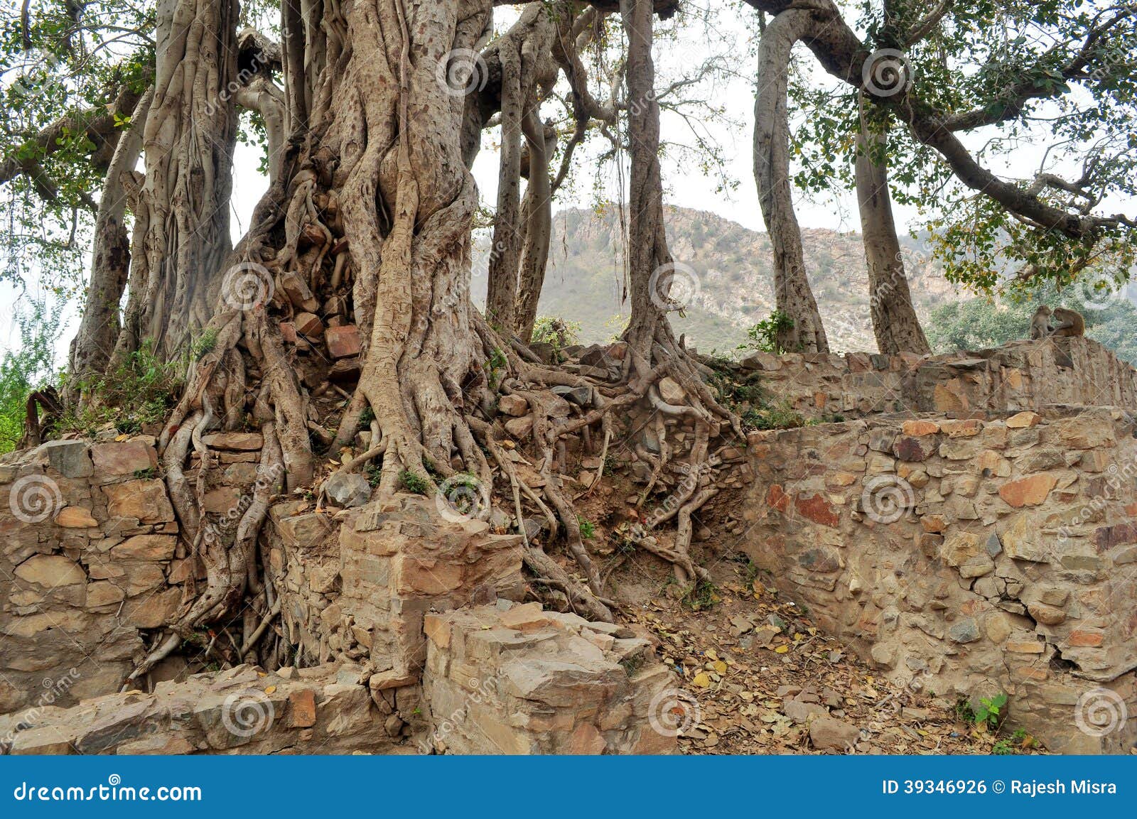 Cluster of Old Creepy Trees Stock Photo - Image of trunk, branches ...