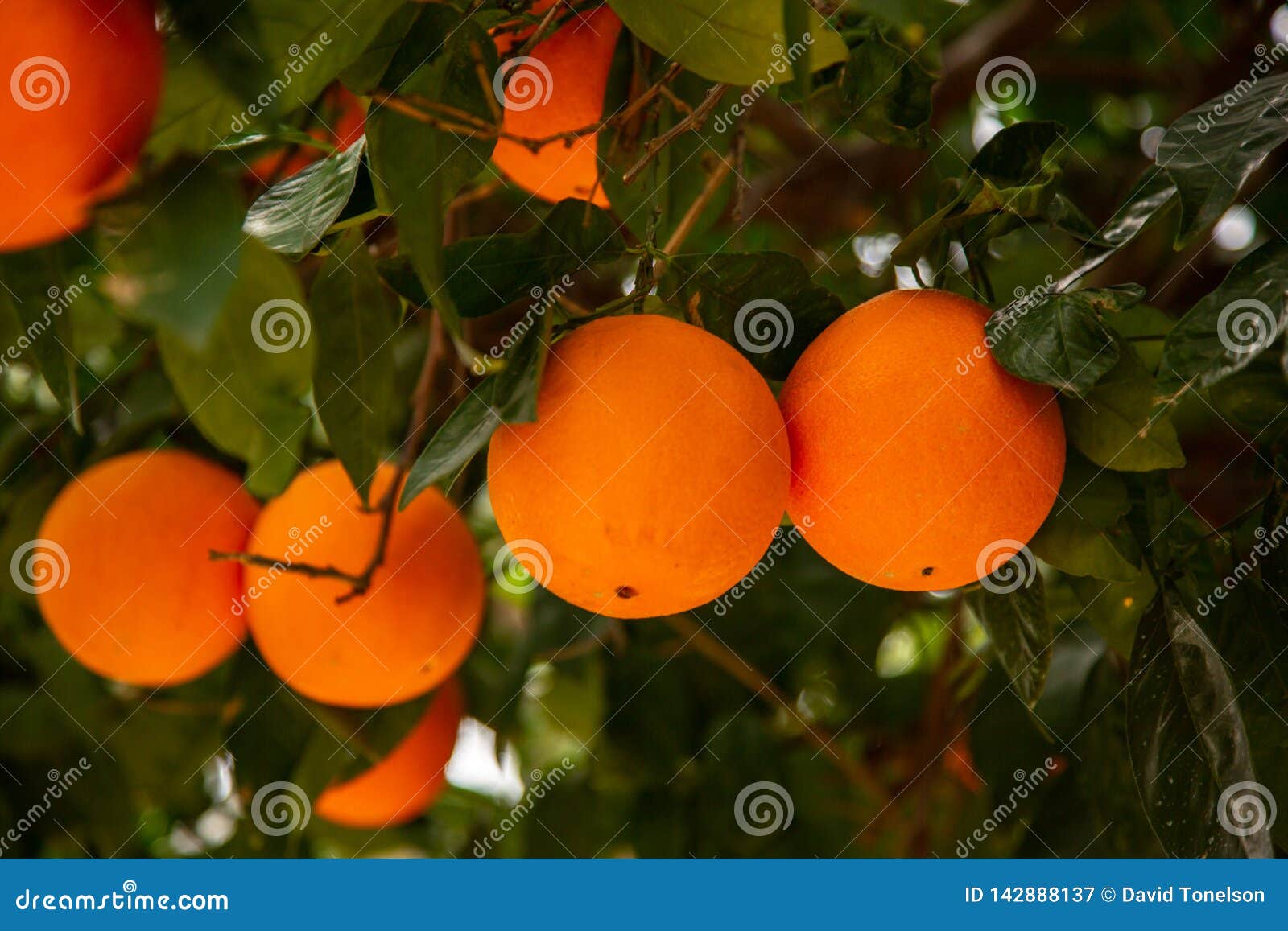 Several oranges on a tree stock image. Image of pick - 142888137