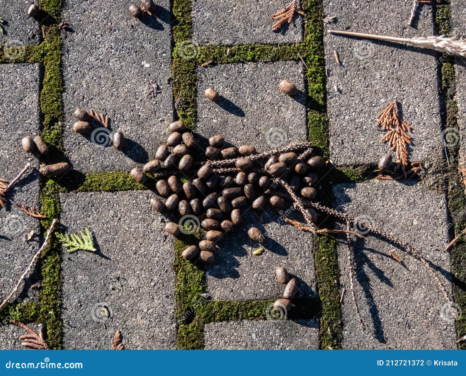 Cluster of Oval-shaped Roe Deer Droppings Poo on the Ground Stock Photo ...