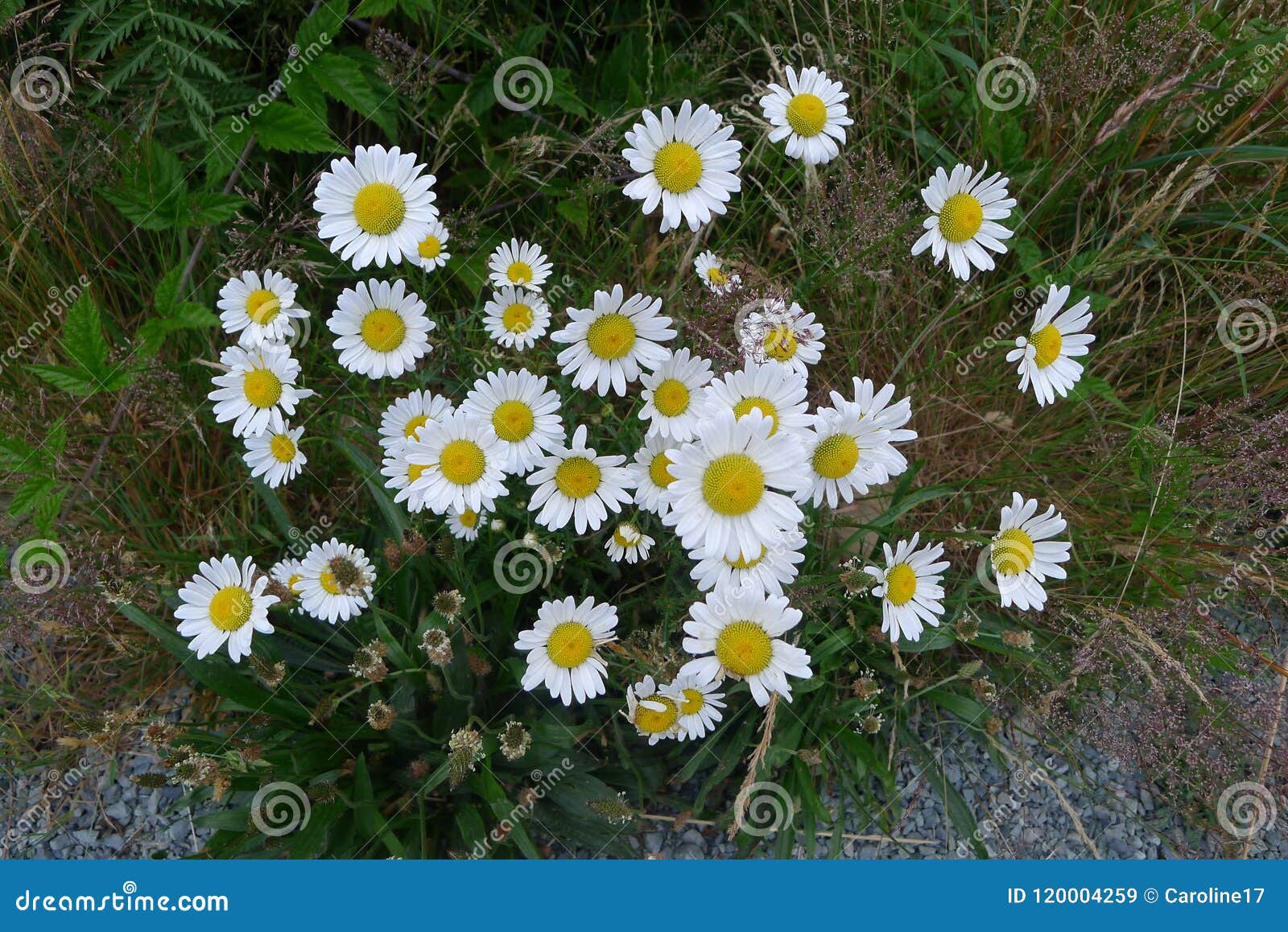 Cluster of Oxeye Daisy stock image. Image of wild, daisy - 120004259