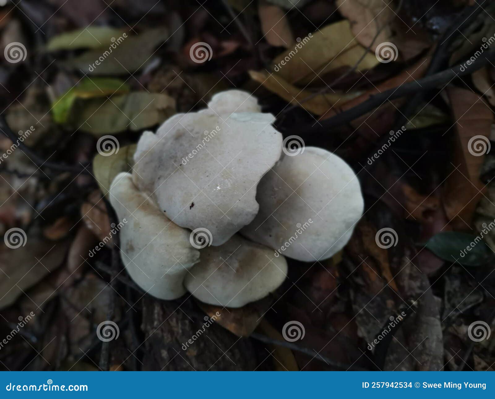 Cluster of the Pale Brittlestem Mushroom Stock Photo - Image of ...