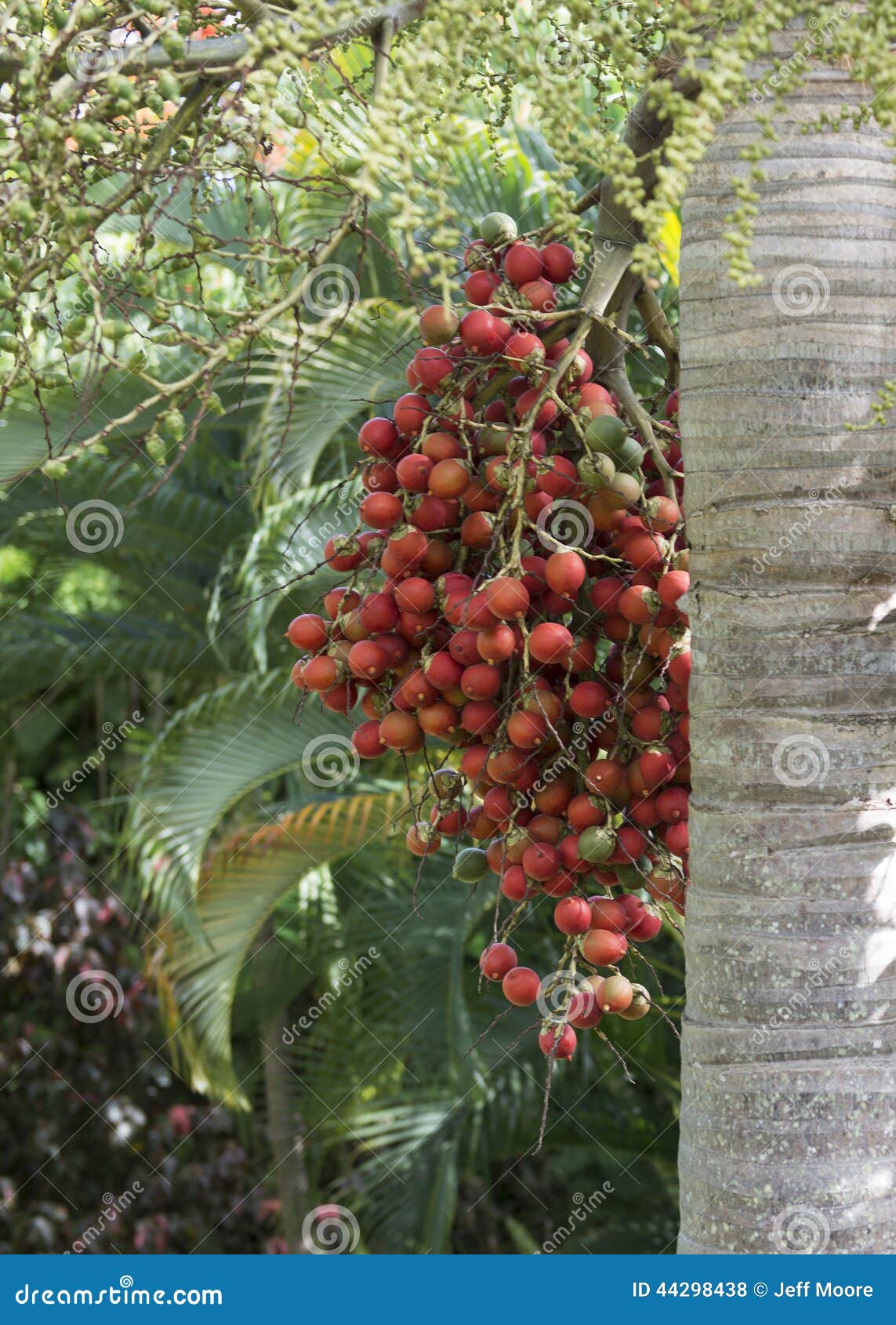 A cluster of Palm Dates 2 stock photo. Image of wilderness - 44298438