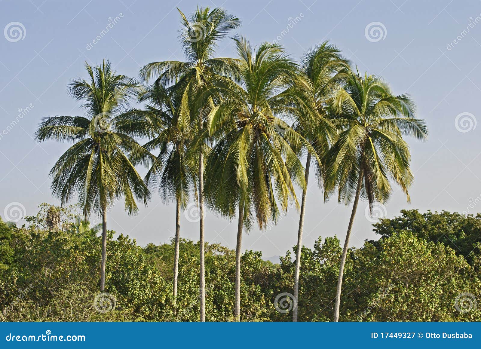 Cluster of palm trees stock image. Image of tropics, tree - 17449327
