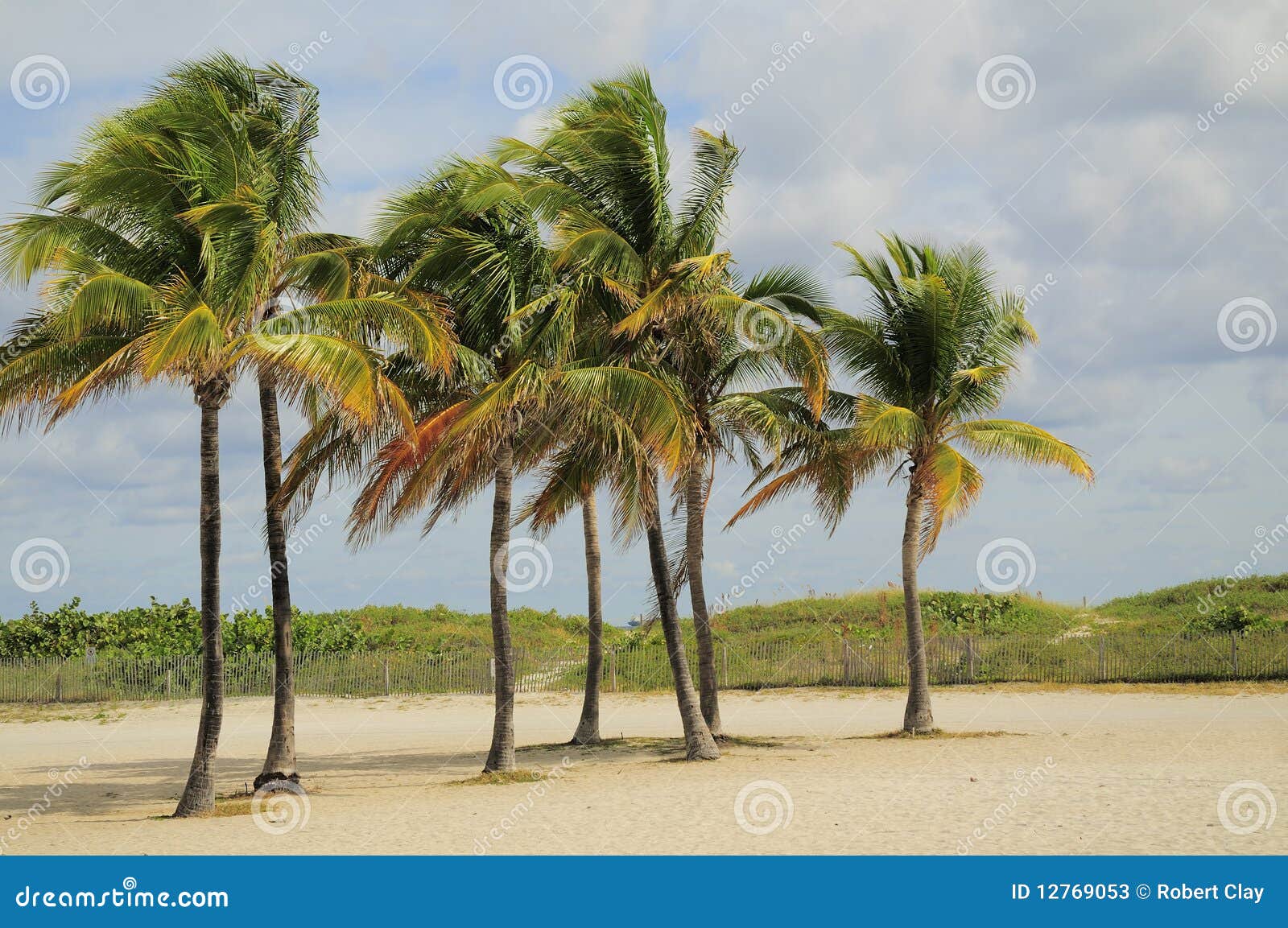 Cluster of Palm Tress stock image. Image of sand, beauty - 12769053