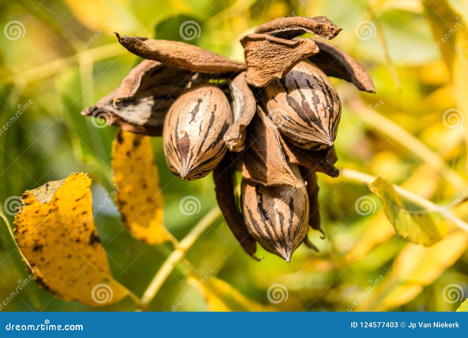 Pecan Nut Cluster before Harvesting with Autumn Leaves Stock Image ...
