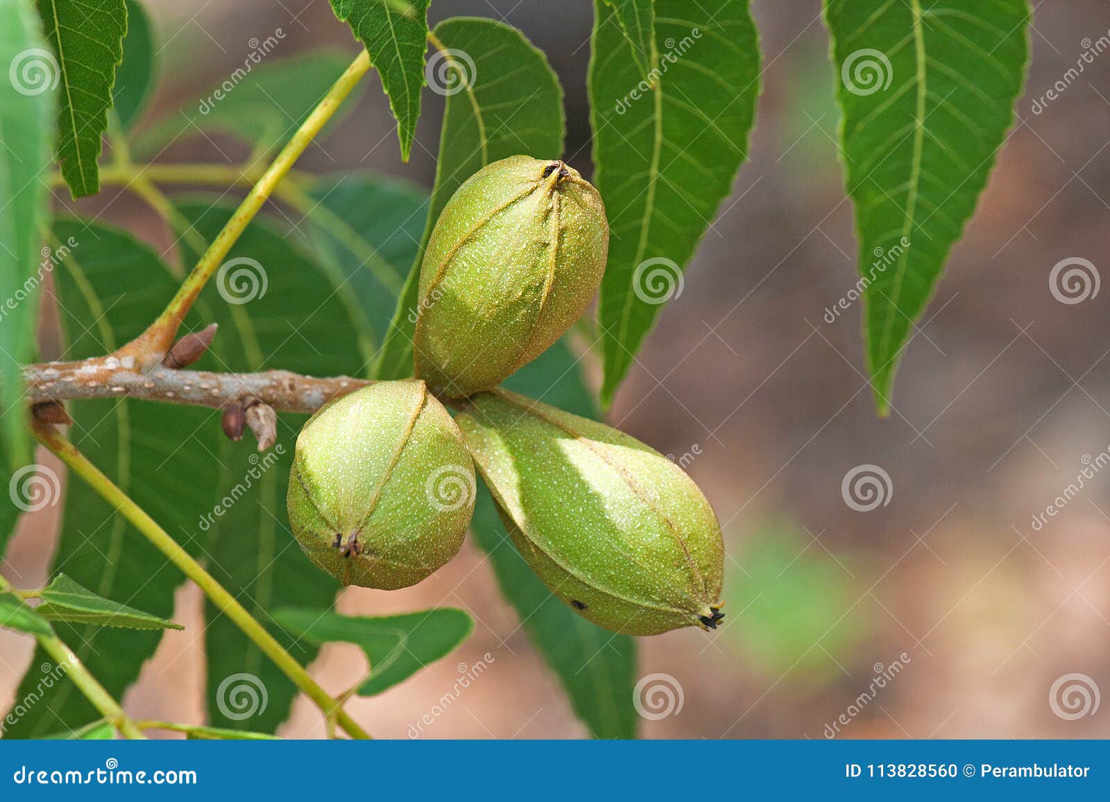 CLUSTER of PECAN NUTS on a PECAN NUT TREE Stock Photo - Image of ...