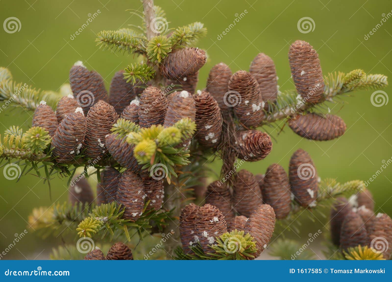 Cluster of Pine Cones stock image. Image of firs, pine - 1617585