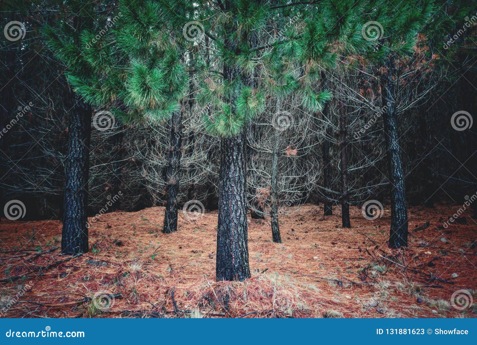 Cluster of Pine Trees and a Bed of Dry Pine Needles Stock Image - Image ...