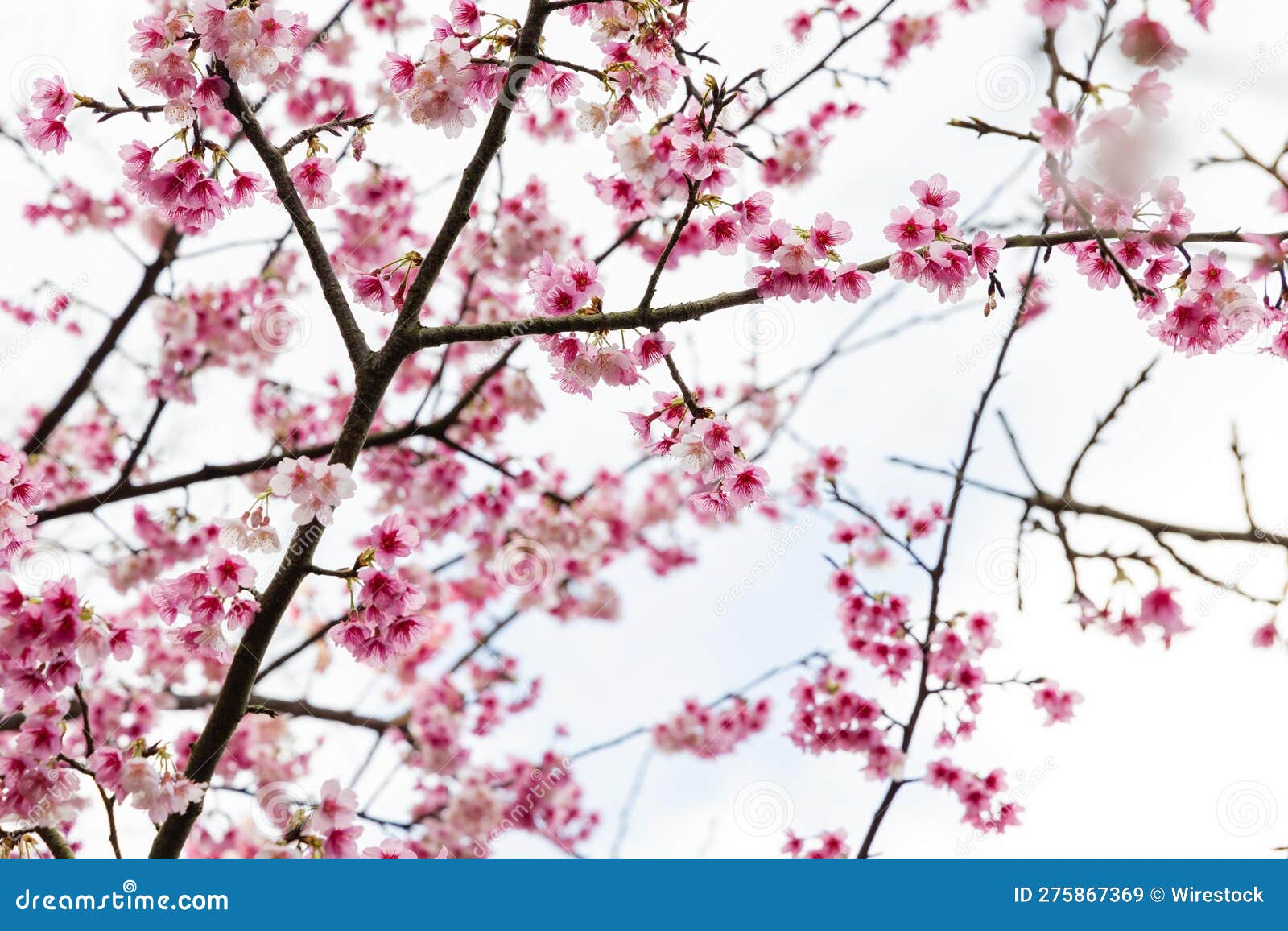 Cluster of Pink Cherry Blossoms on a Branch of a Blooming Tree in the ...