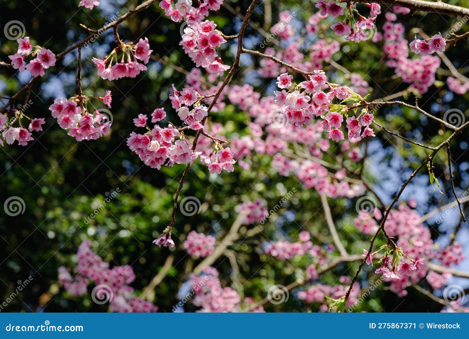 Cluster of Pink Cherry Blossoms on a Branch of a Blooming Tree in the ...