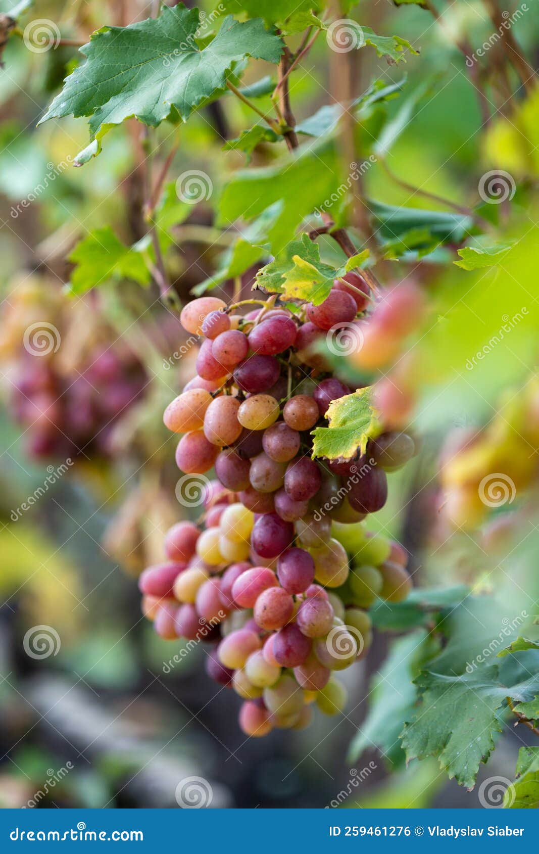 Cluster of Pink Grape on a Bush Stock Photo - Image of crop, closeup ...
