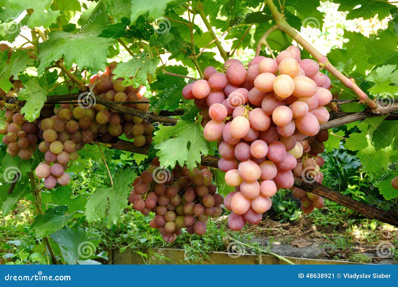 Cluster of Pink Grape on Vine Stock Image - Image of raceme, country ...